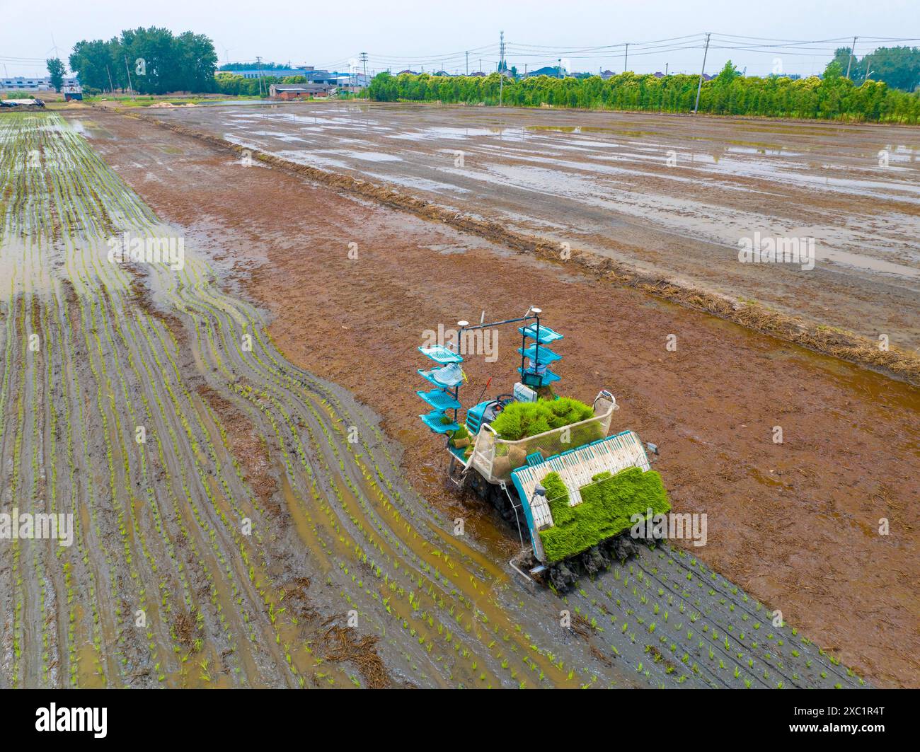 XINGHUA, CHINA - JUNE 14, 2024 - An unmanned rice transplanter performs an intelligent rice ...