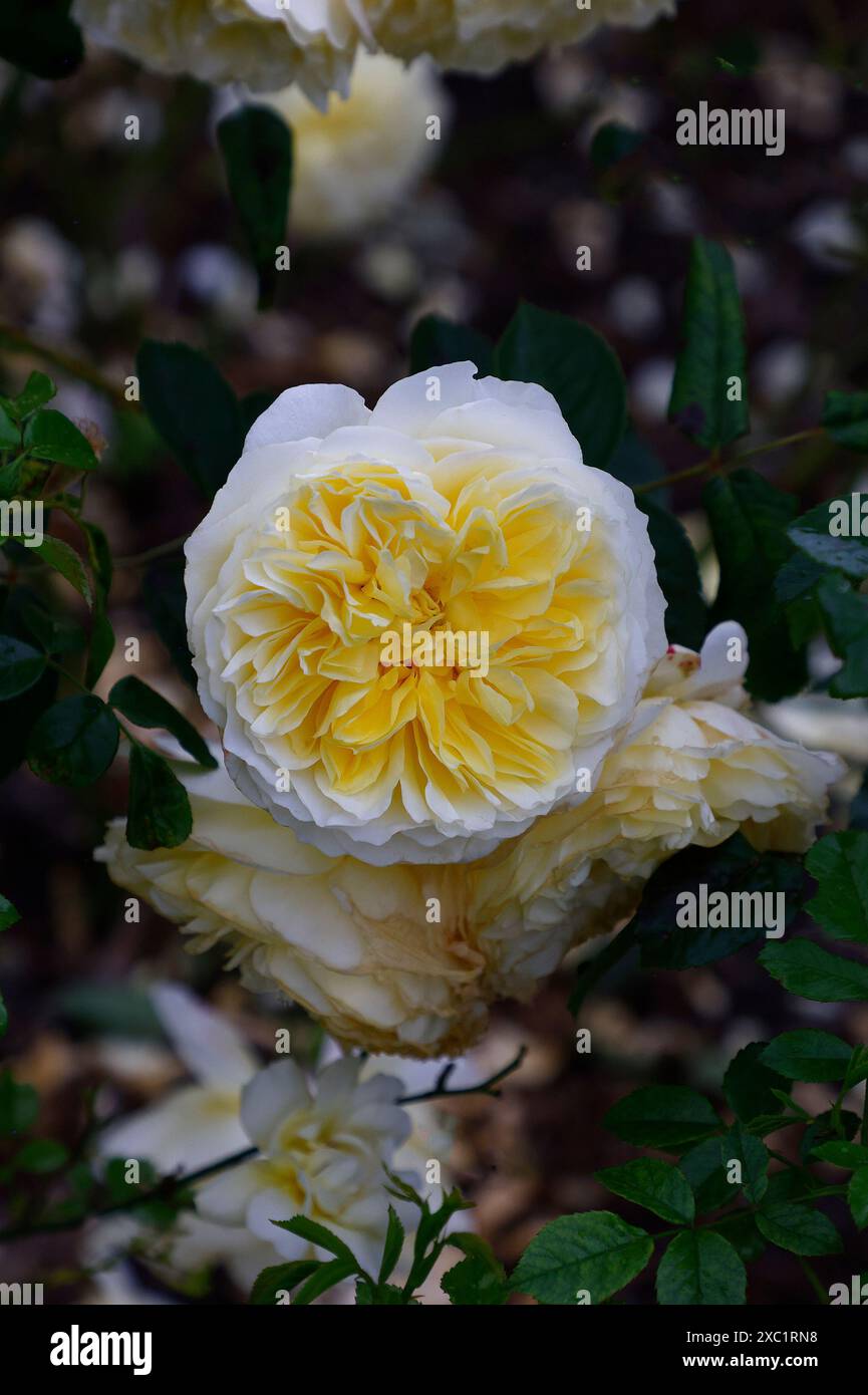 Closeup of the pale yellow flower of the repeat flowering David Austin ...