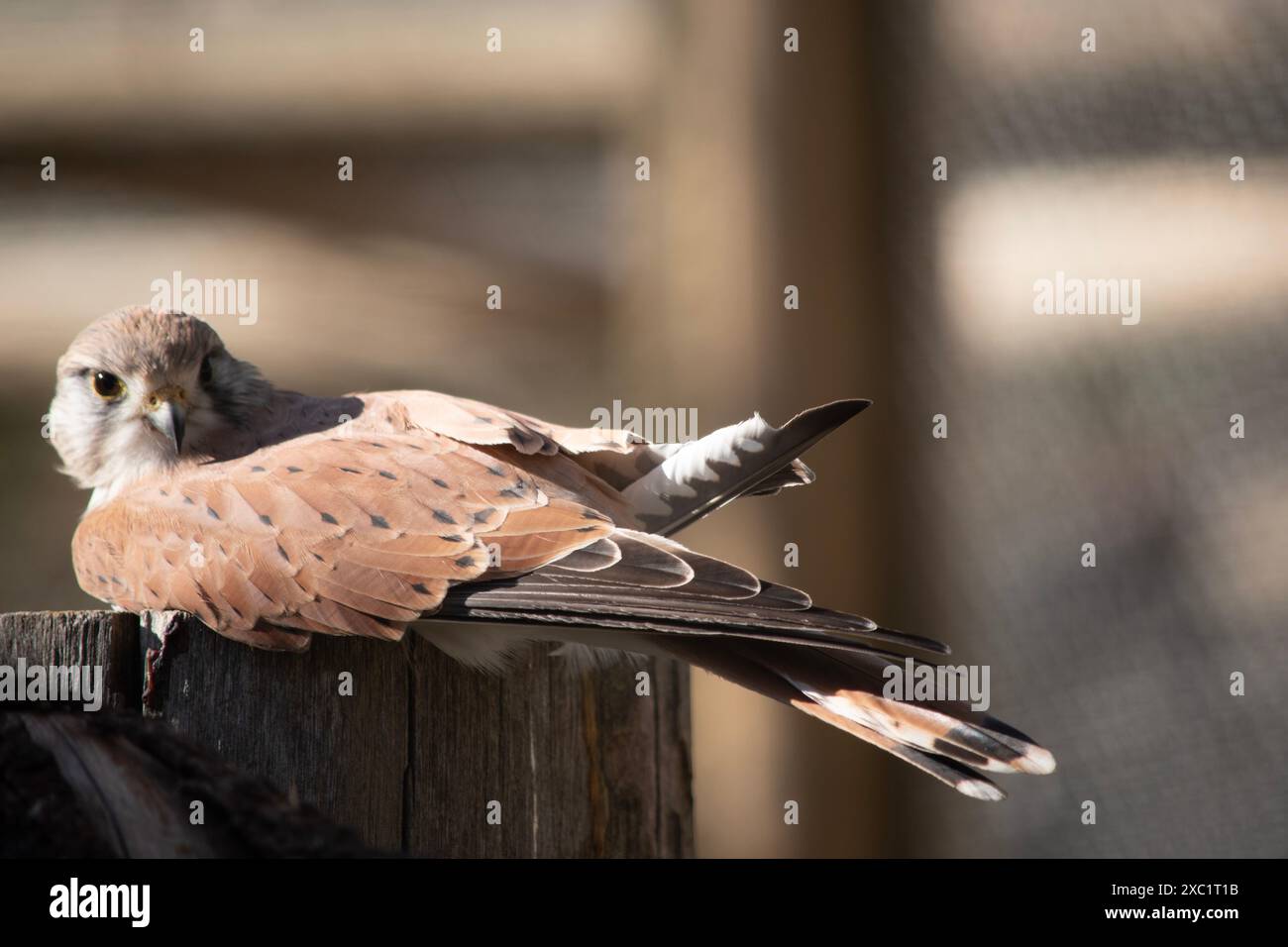 The Nankeen Kestrel is a slender falcon and is a relatively small ...