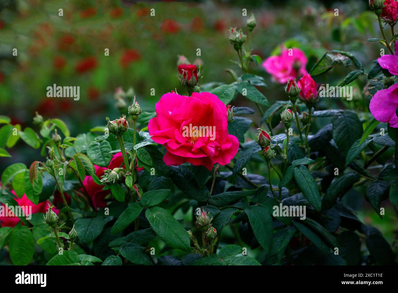 Closeup of the light crimson flower of the early summer flowering ...
