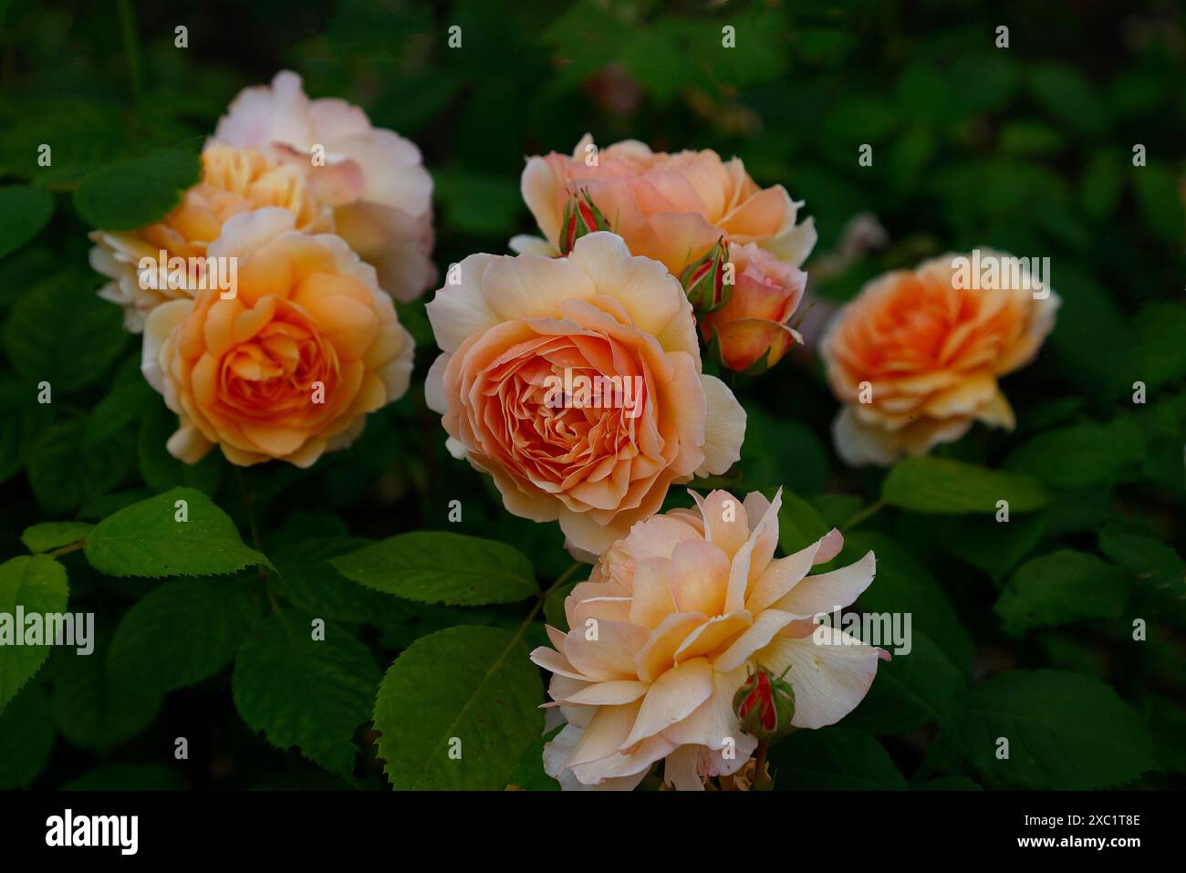 Closeup of the apricot flower of the repeat flowering David Austin ...