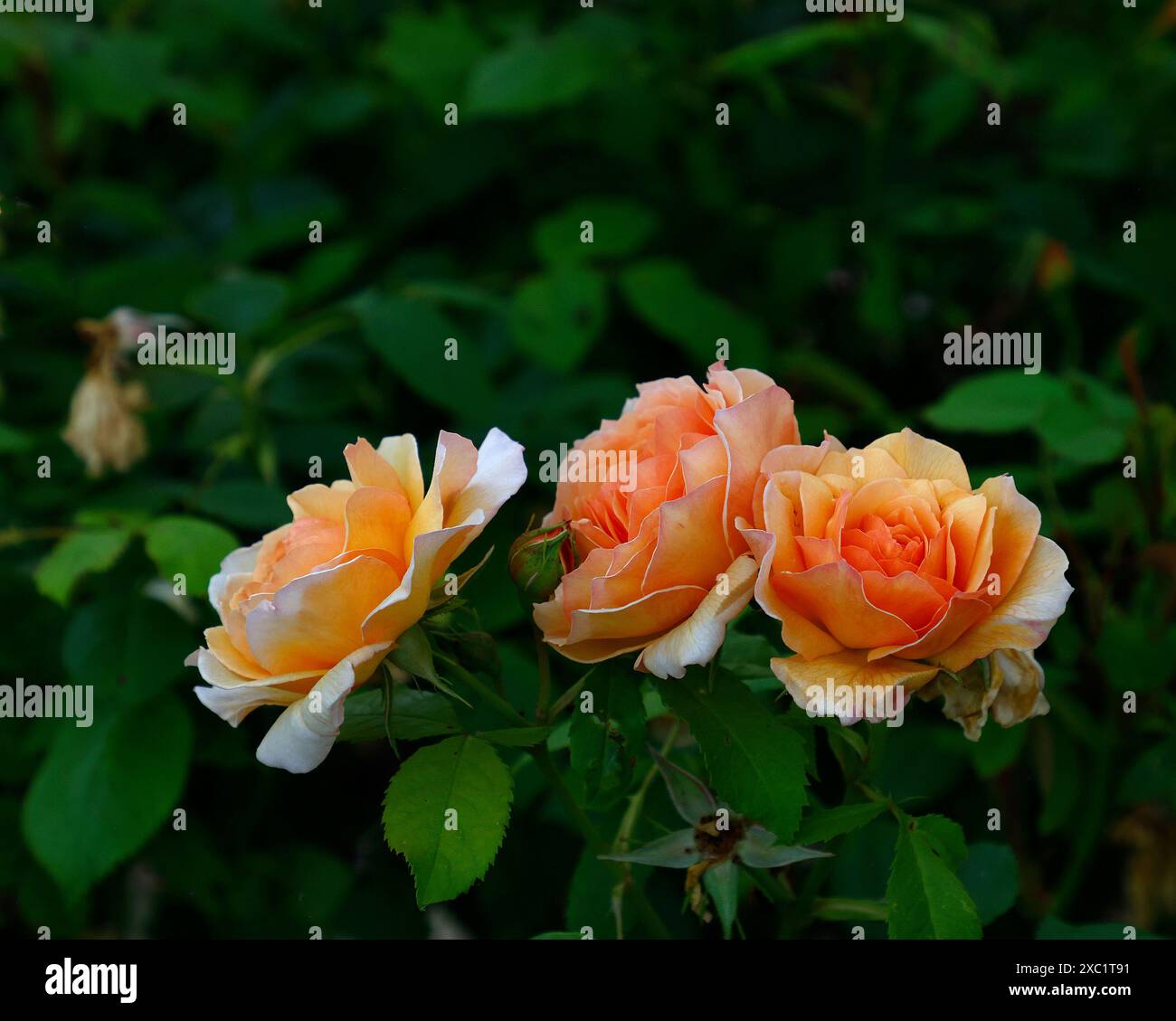 Closeup of the apricot flower of the repeat flowering David Austin ...