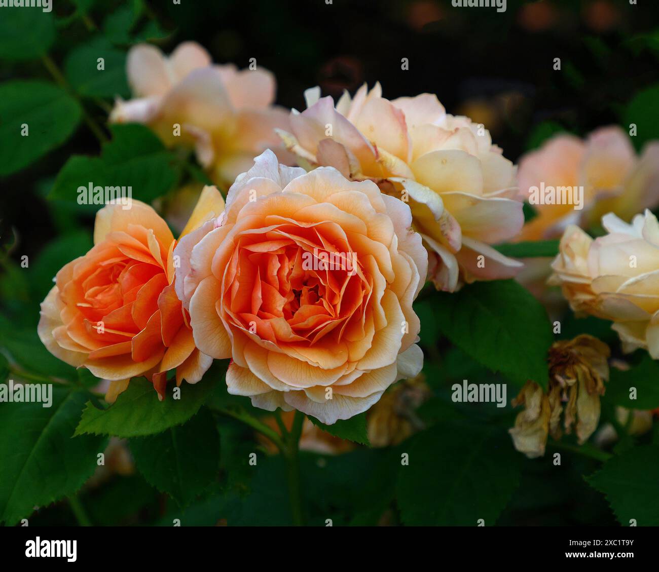 Closeup of the apricot flower of the repeat flowering David Austin ...