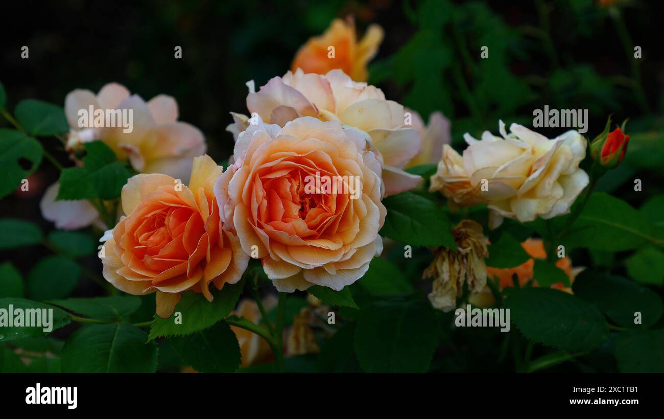 Closeup of the apricot flower of the repeat flowering David Austin ...