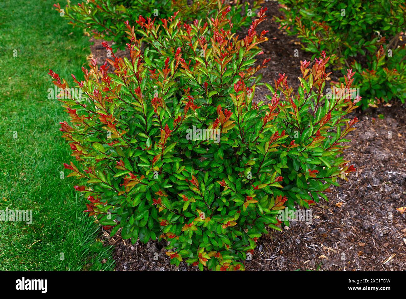 Closeup of the new red spring leaves of the garden shrub lagerstroemia ...