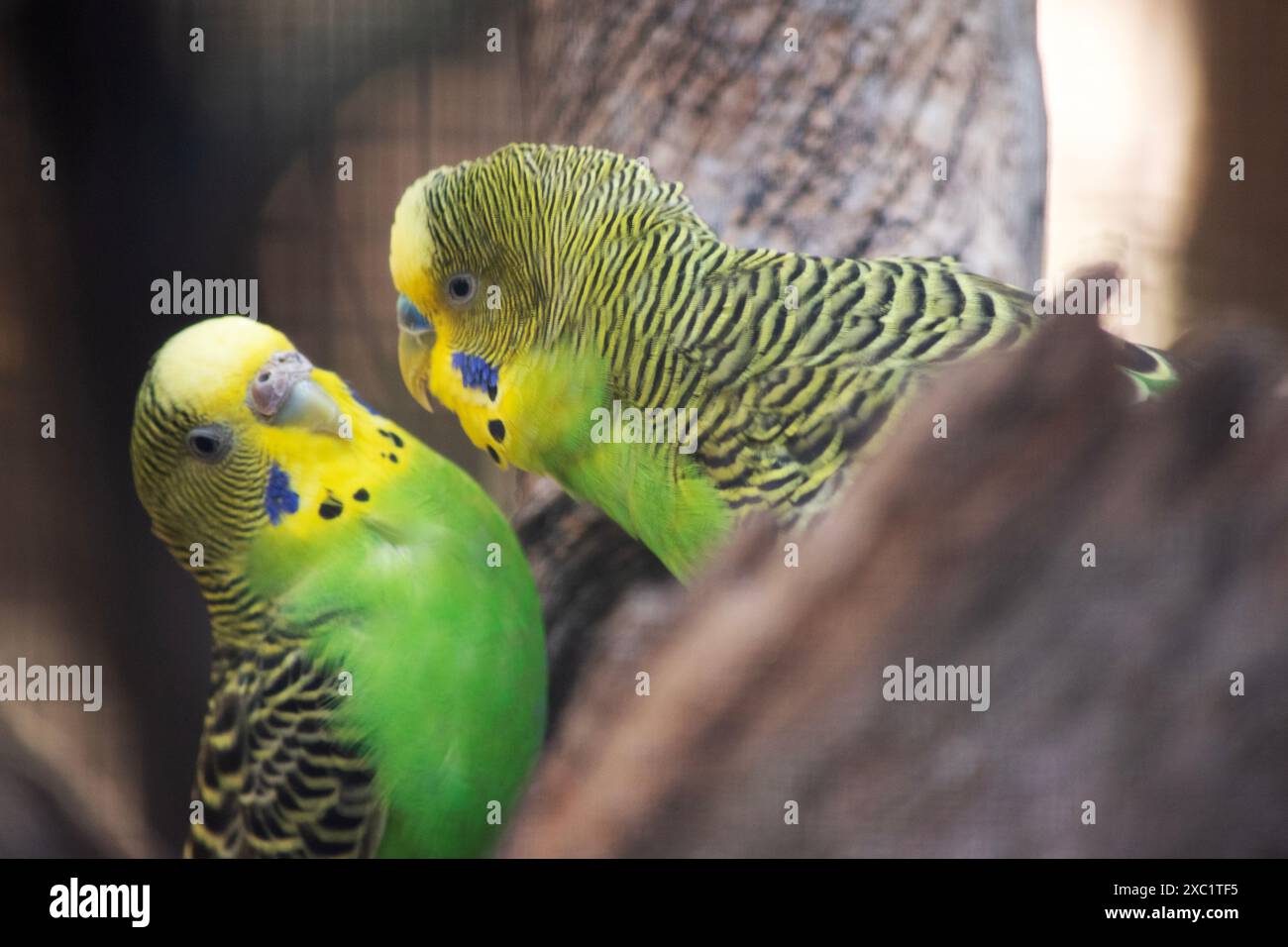 Green cere hi-res stock photography and images - Alamy