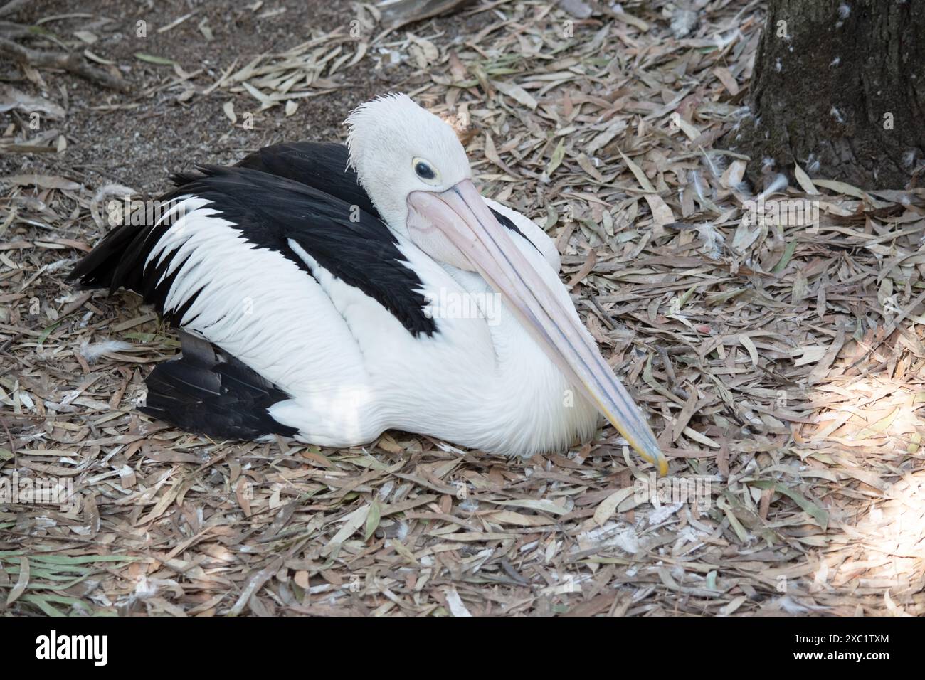 Australian pelicans are one of the largest flying birds. They have a ...