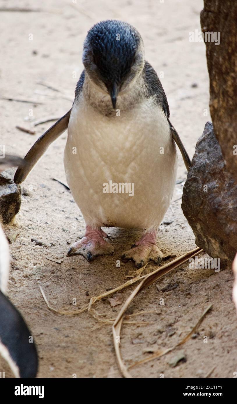 Penguins have a large head, short neck, and elongated body. Their tails ...