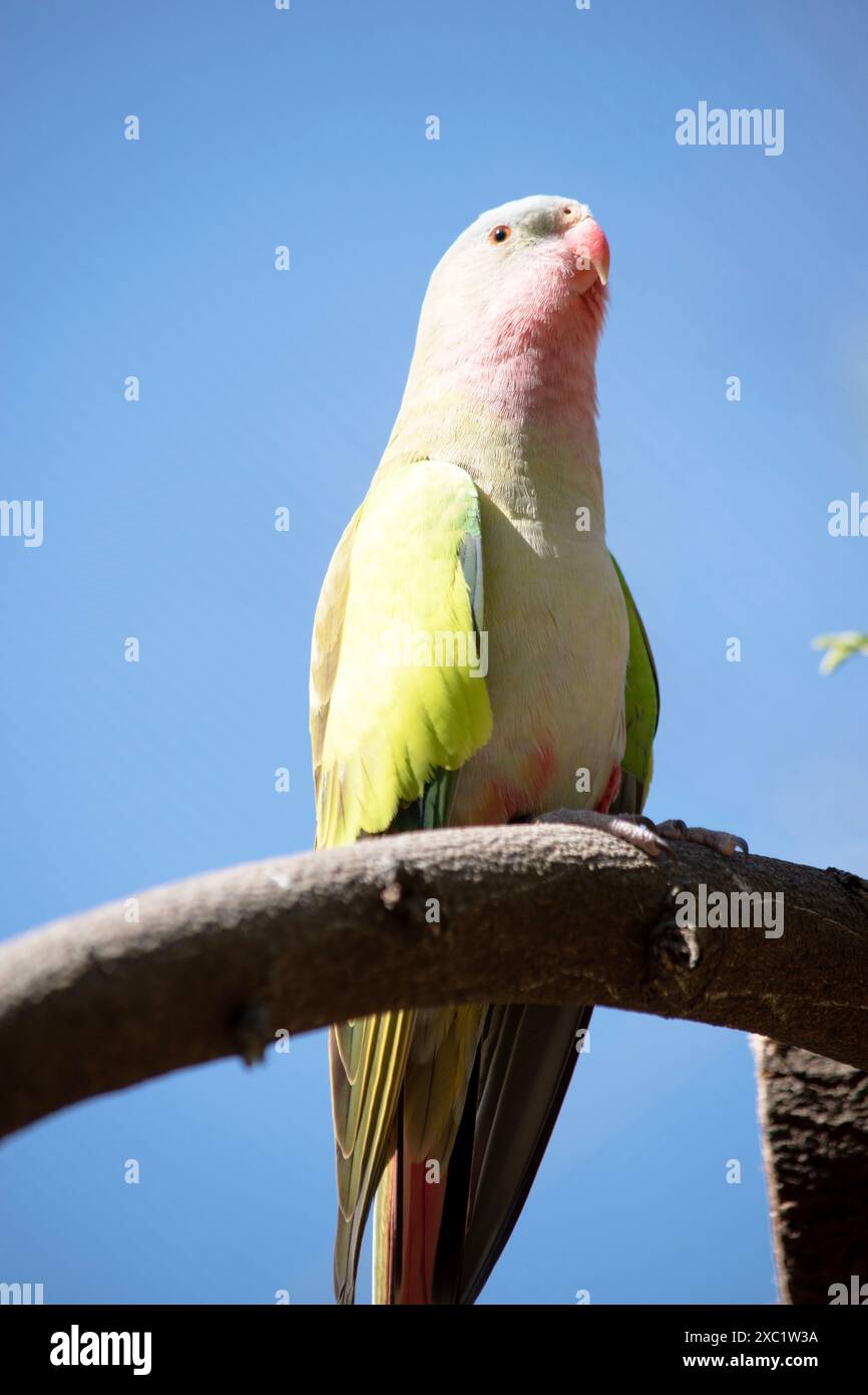 the princess parrot has a pink neck and a light blue head and green ...