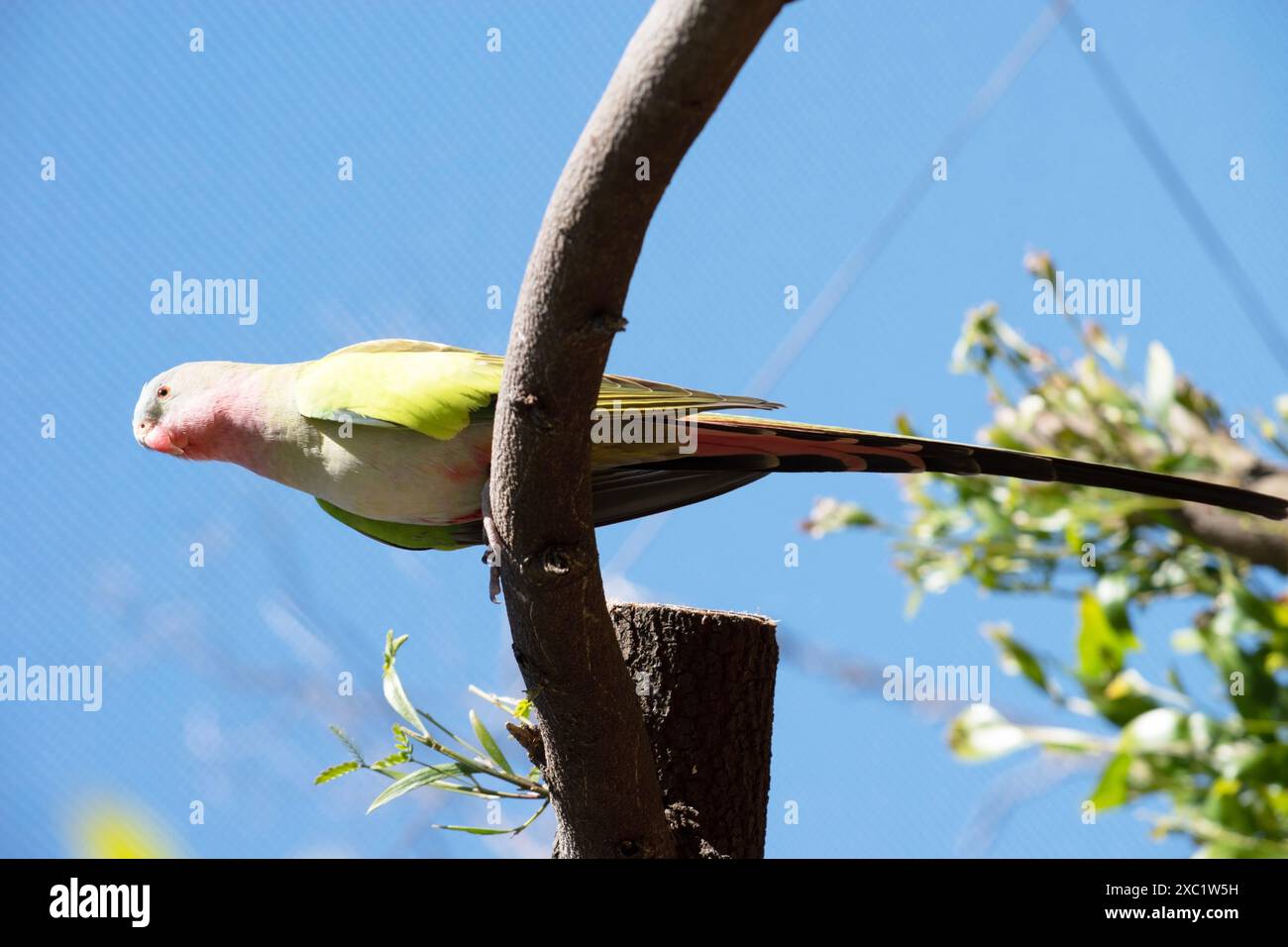 Princess alexandras parrot hi-res stock photography and images - Alamy