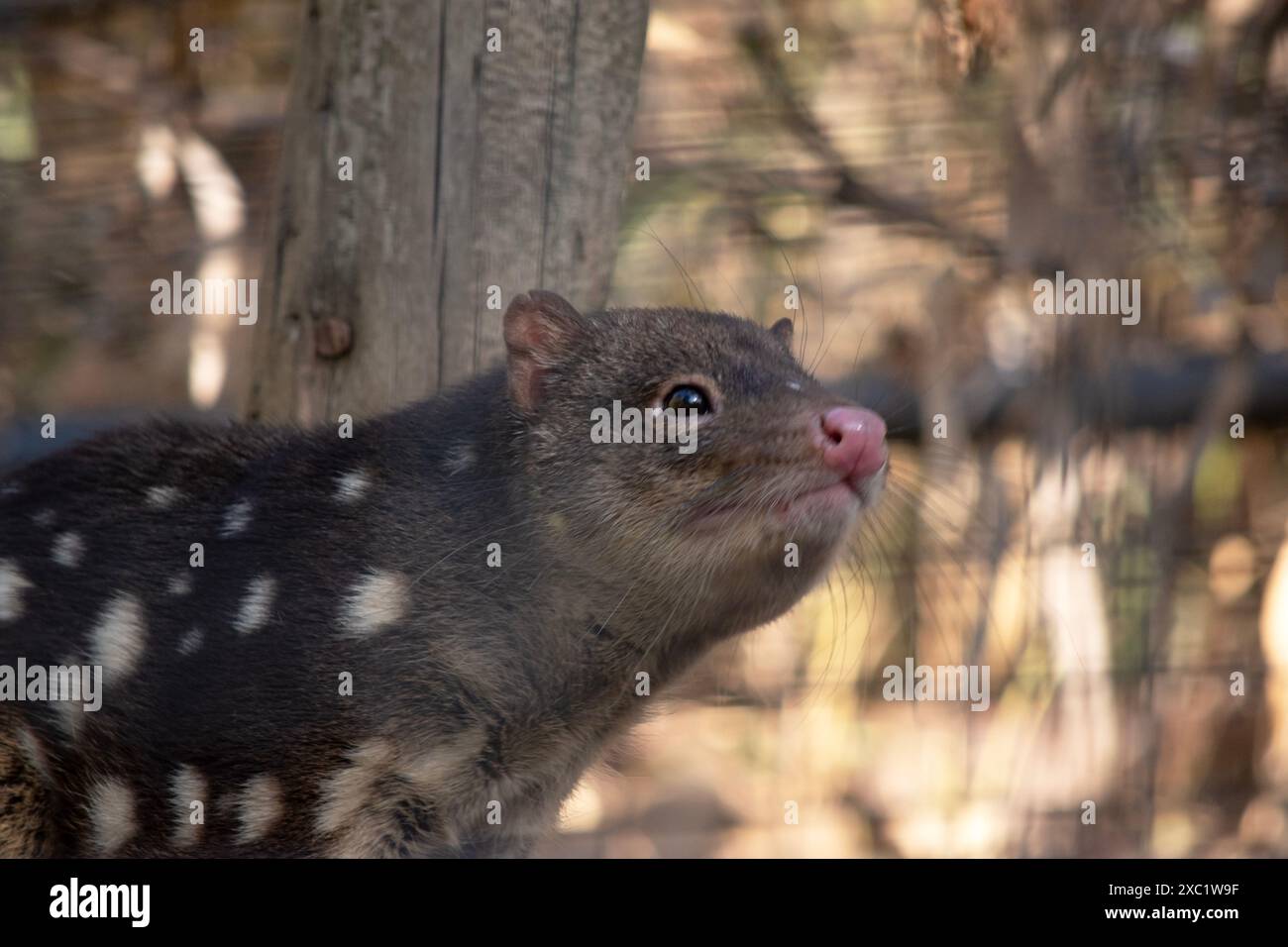 Spotted-tailed Quolls are marsupials which have rich red to dark brown ...