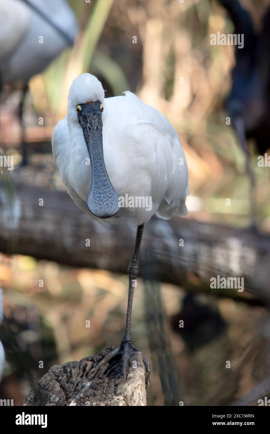 The royal spoonbill is a large white sea bird with a black bill that ...