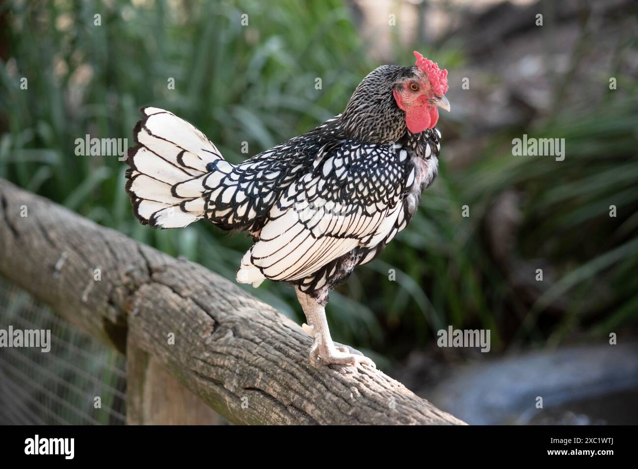 the sebright bantam chicken has white feathers edged with black and a ...