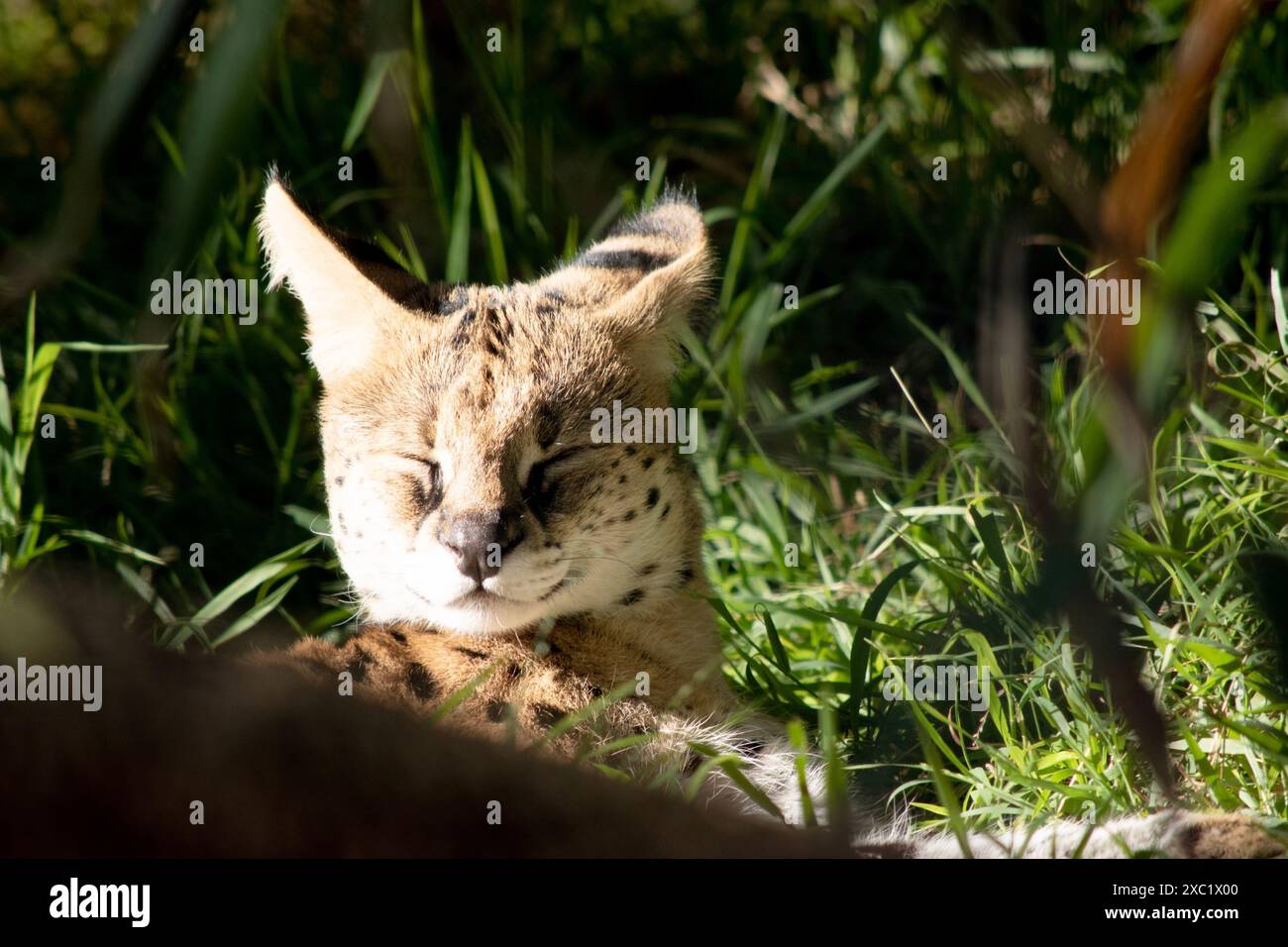 The serval is a wild cat with black spots on a gold body Stock Photo ...