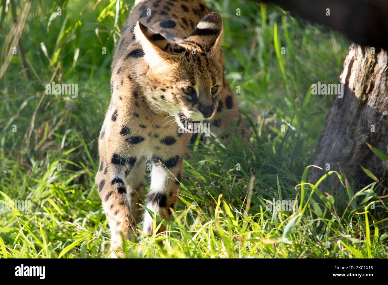 The serval is a wild cat with black spots on a gold body Stock Photo ...