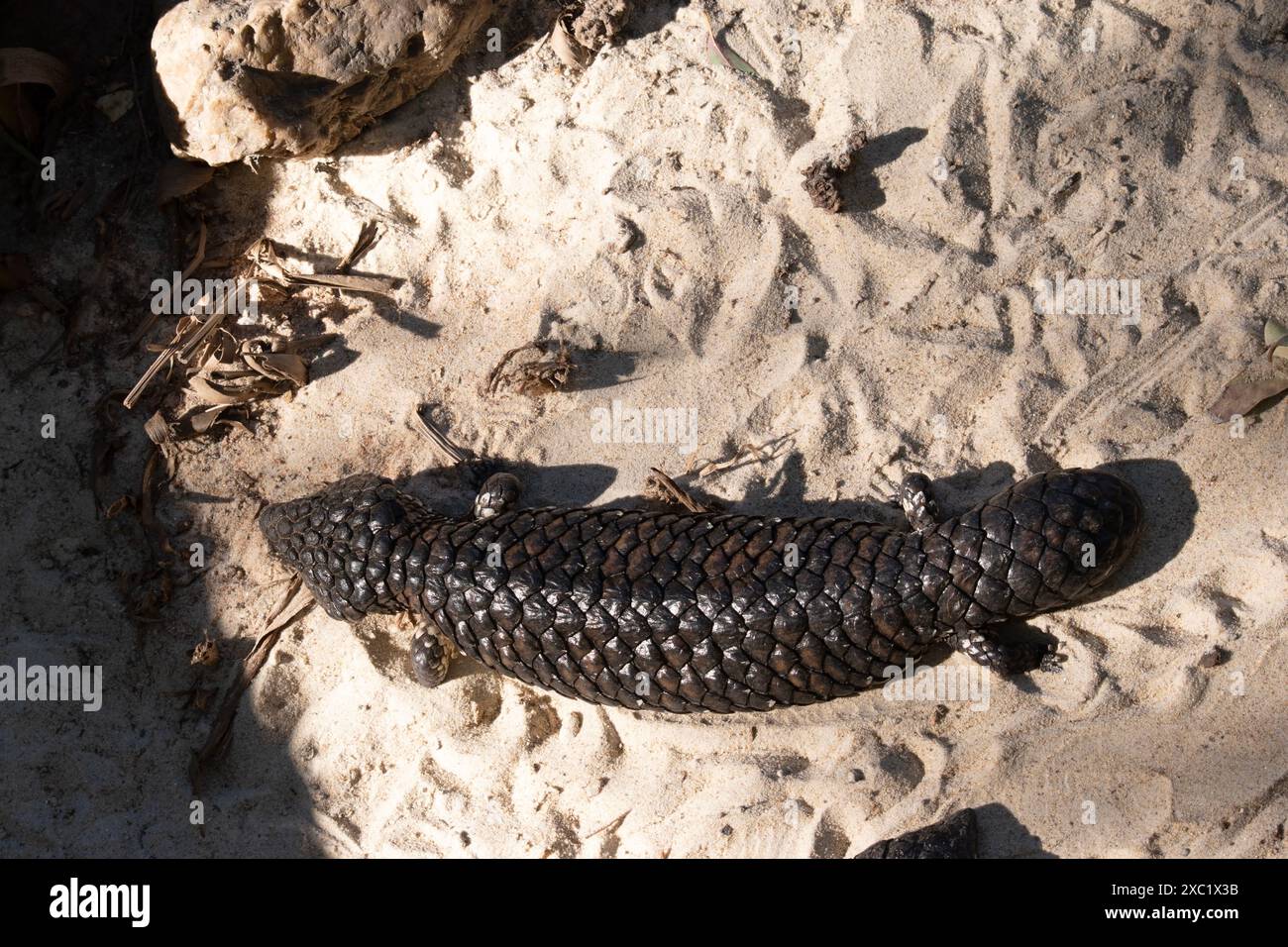 The Shingleback has a very large head, a very short blunt tail, short ...