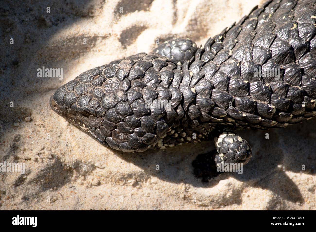 The Shingleback has a very large head, a very short blunt tail, short ...