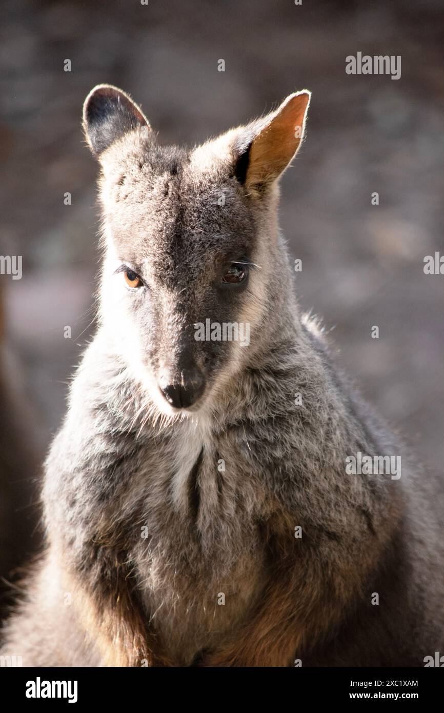 The southern Brush-tailed Rock-wallaby has a characteristic, long, dark ...