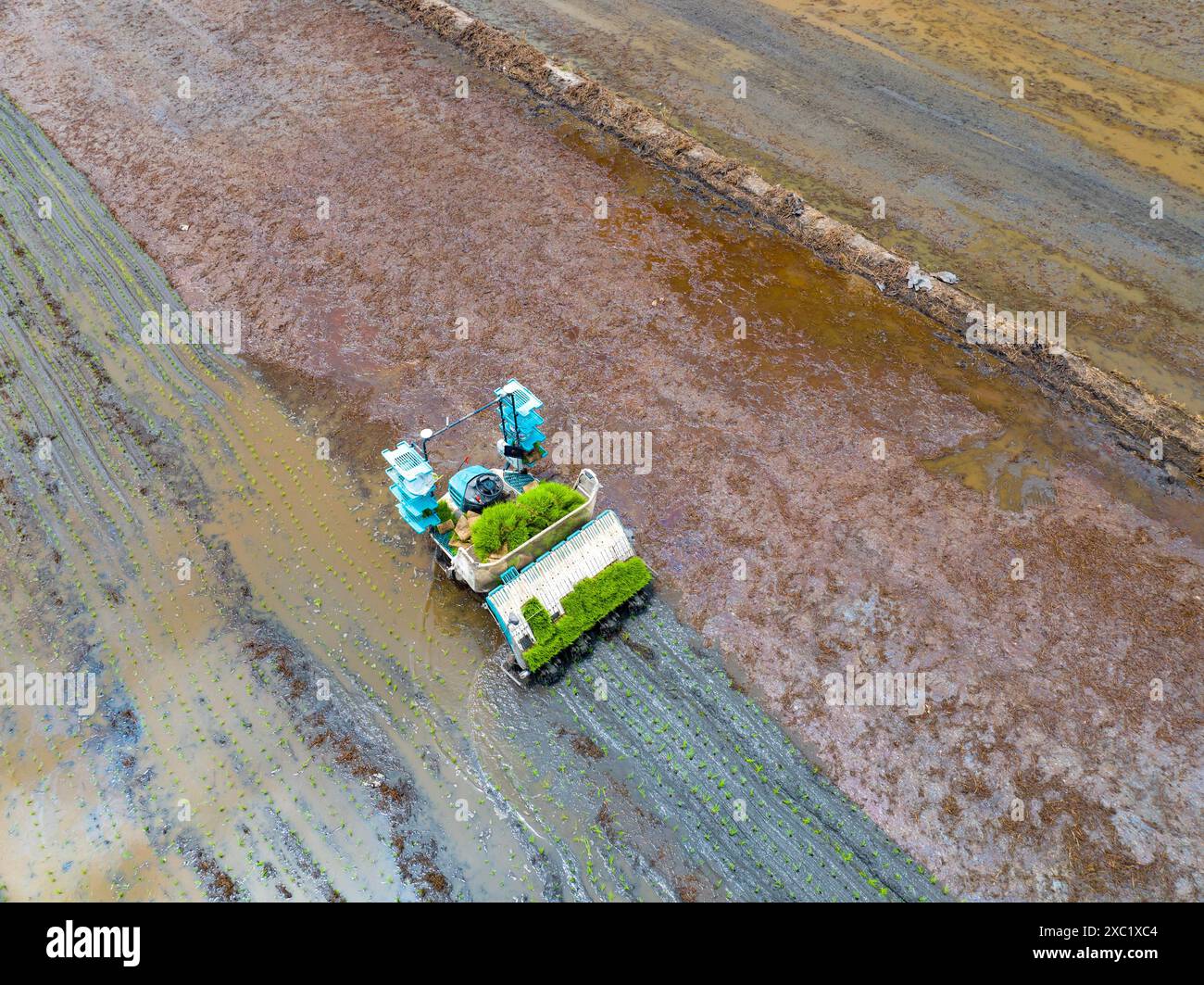 XINGHUA, CHINA - JUNE 14, 2024 - An unmanned rice transplanter performs ...