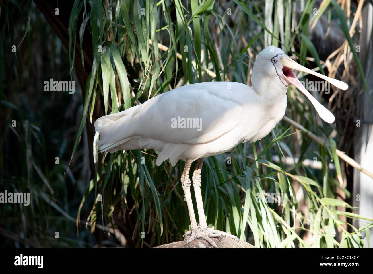 The yellow spoonbill is a large white sea bird with a cream bill that ...
