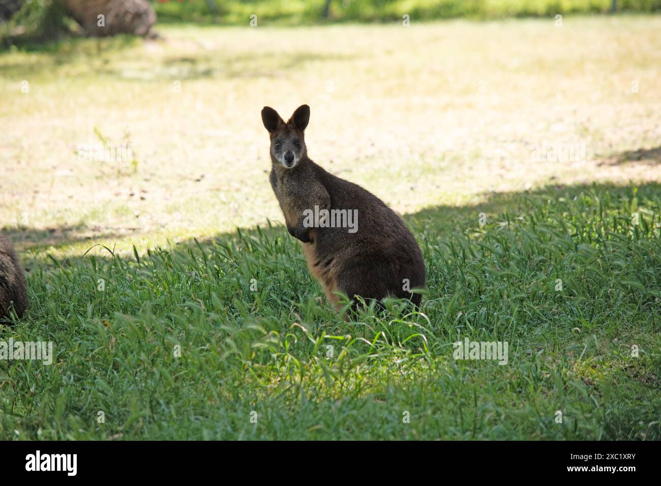 The swamp wallaby has dark brown fur, often with lighter rusty patches ...