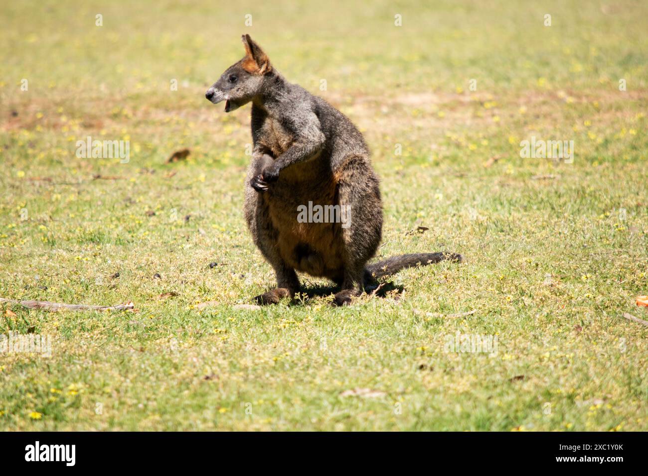 The swamp wallaby has dark brown fur, often with lighter rusty patches ...