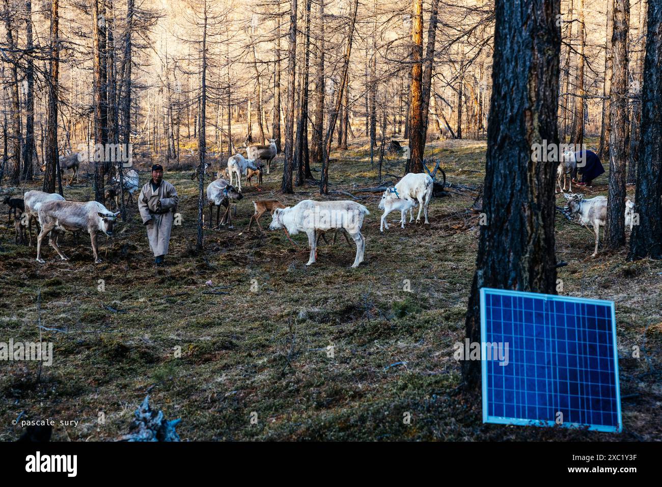 Mongolia: Khovsgol and Tsaatan (North of Mongolia Stock Photo - Alamy