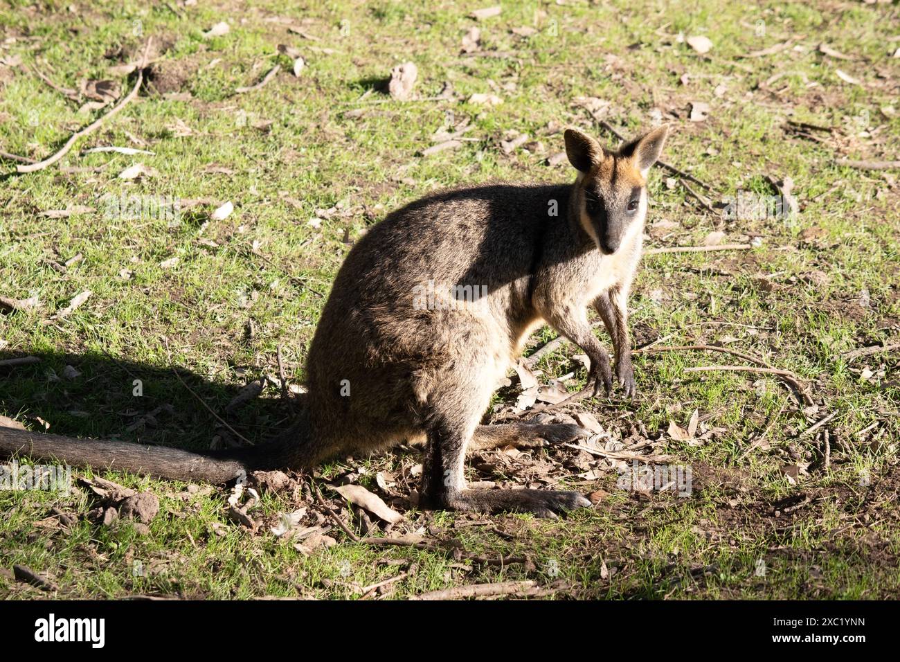 The swamp wallaby has dark brown fur, often with lighter rusty patches ...