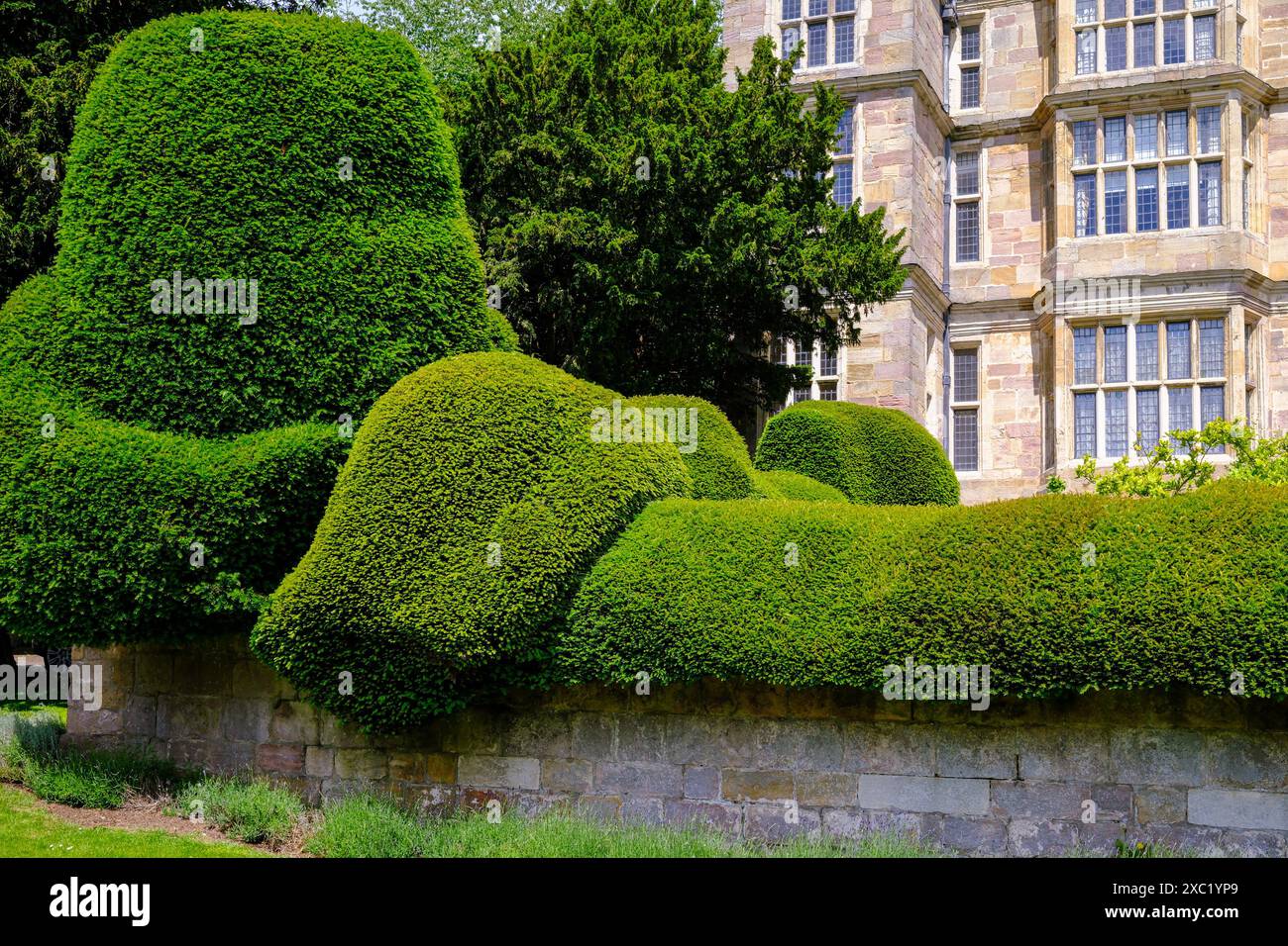 The yew hedge (taxes baccata) at Fountains Hall, Ripon, North Yorkshire ...