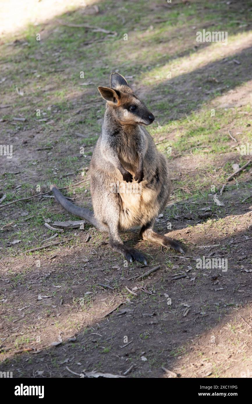 The swamp wallaby has dark brown fur, often with lighter rusty patches ...