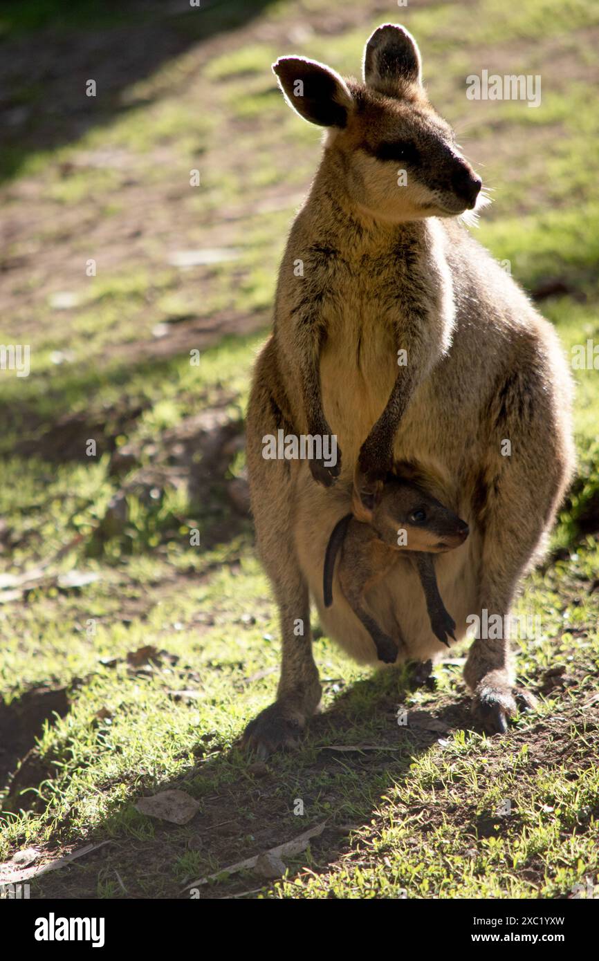 The swamp wallaby has dark brown fur, often with lighter rusty patches ...