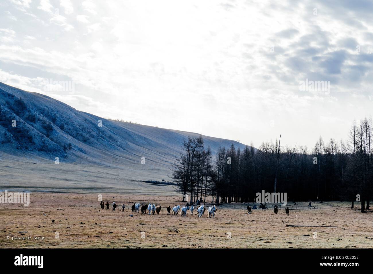 Mongolia: Khovsgol and Tsaatan (North of Mongolia Stock Photo - Alamy