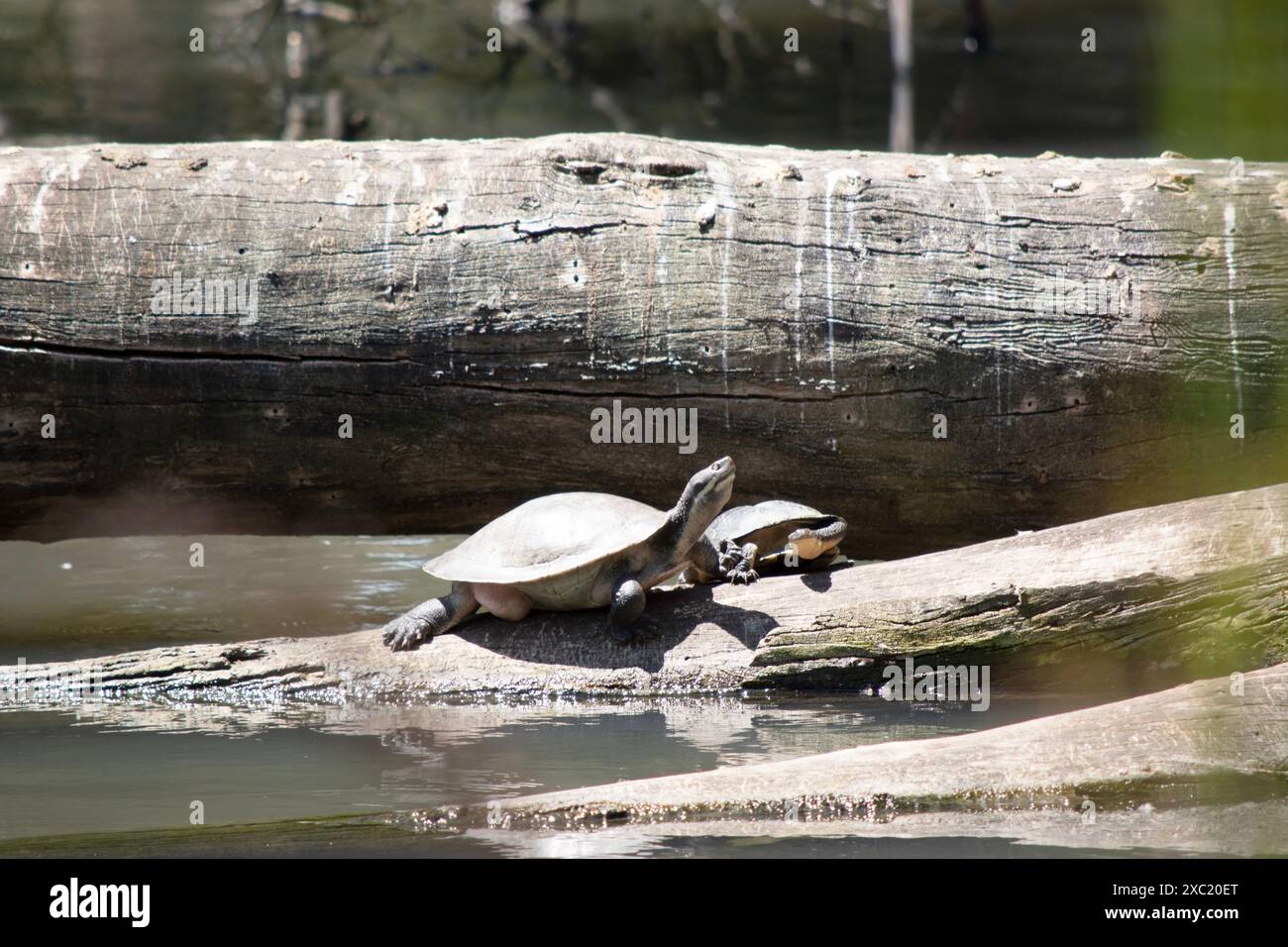 the turtles are sitting on a log resting by the water Stock Photo - Alamy