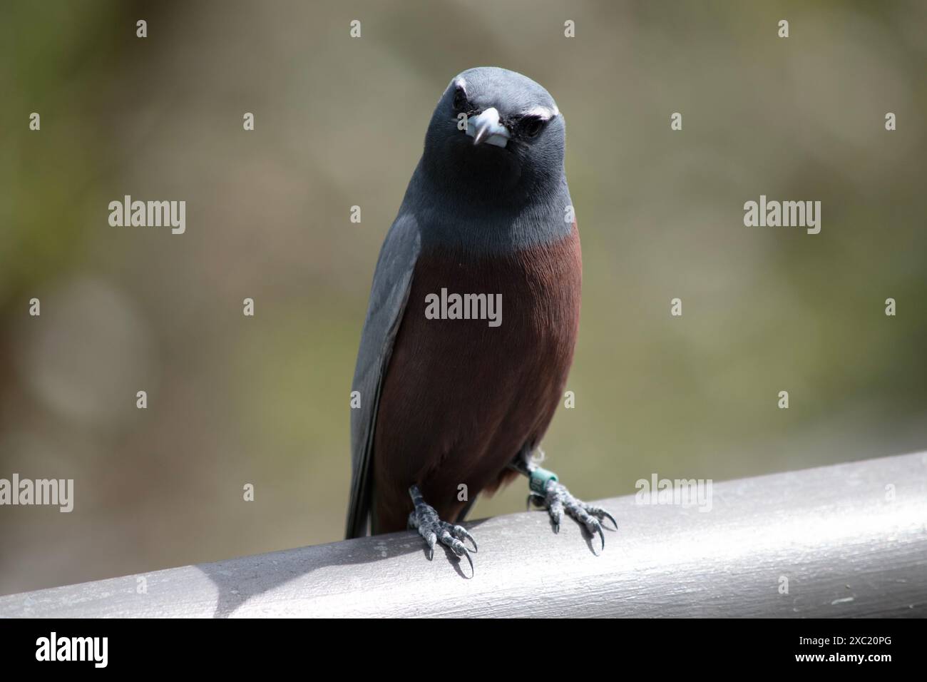 The white browed woodswallow is a grey bird with a dark grey face and ...