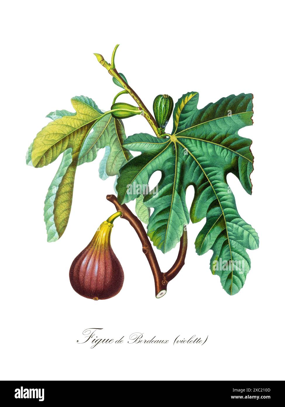 Colorful vintage botanical illustration of Figue de Bordeaux from the ...