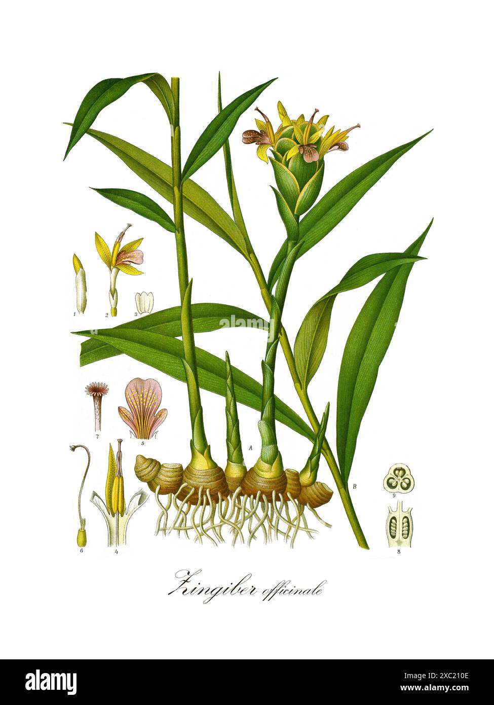 Drawing details flowers plants Cut Out Stock Images & Pictures - Alamy