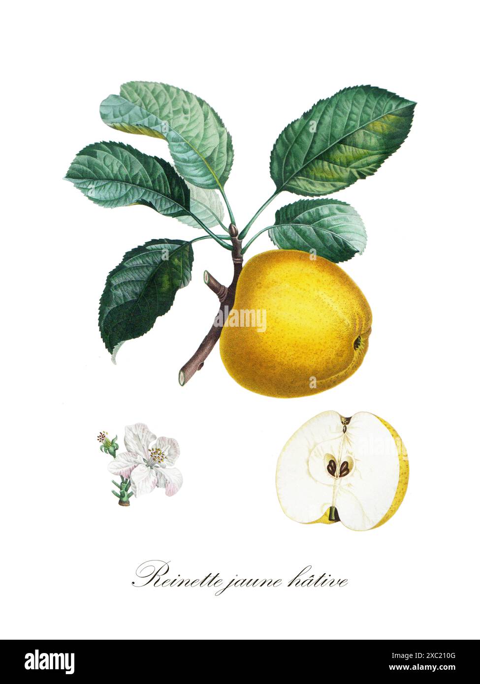 Colorful vintage botanical illustration of Reinette jaune hâtive ...