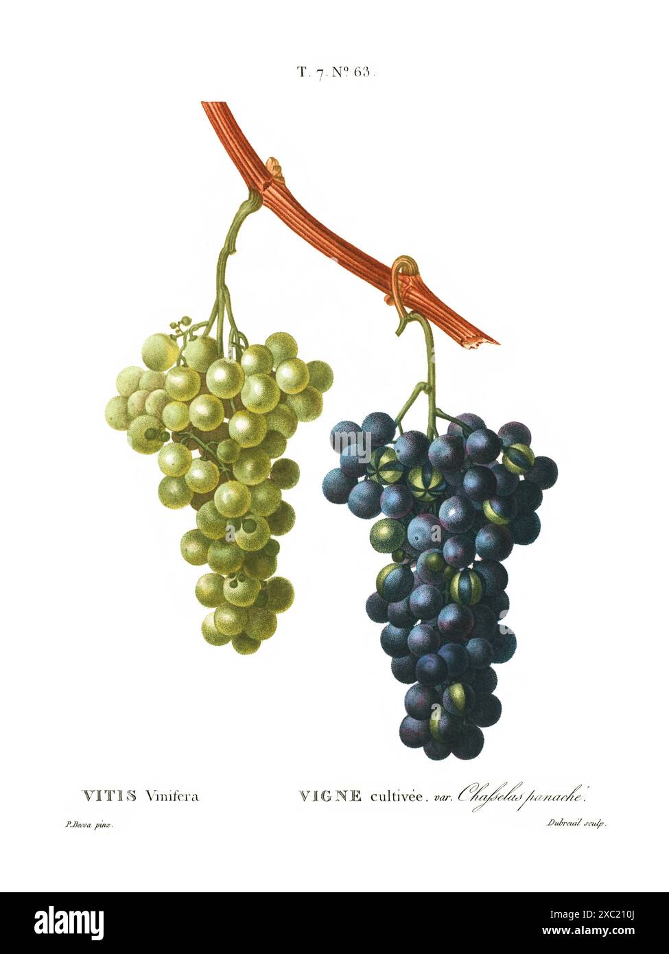 Colorful vintage botanical illustration of Vitis vinifera (common grape ...