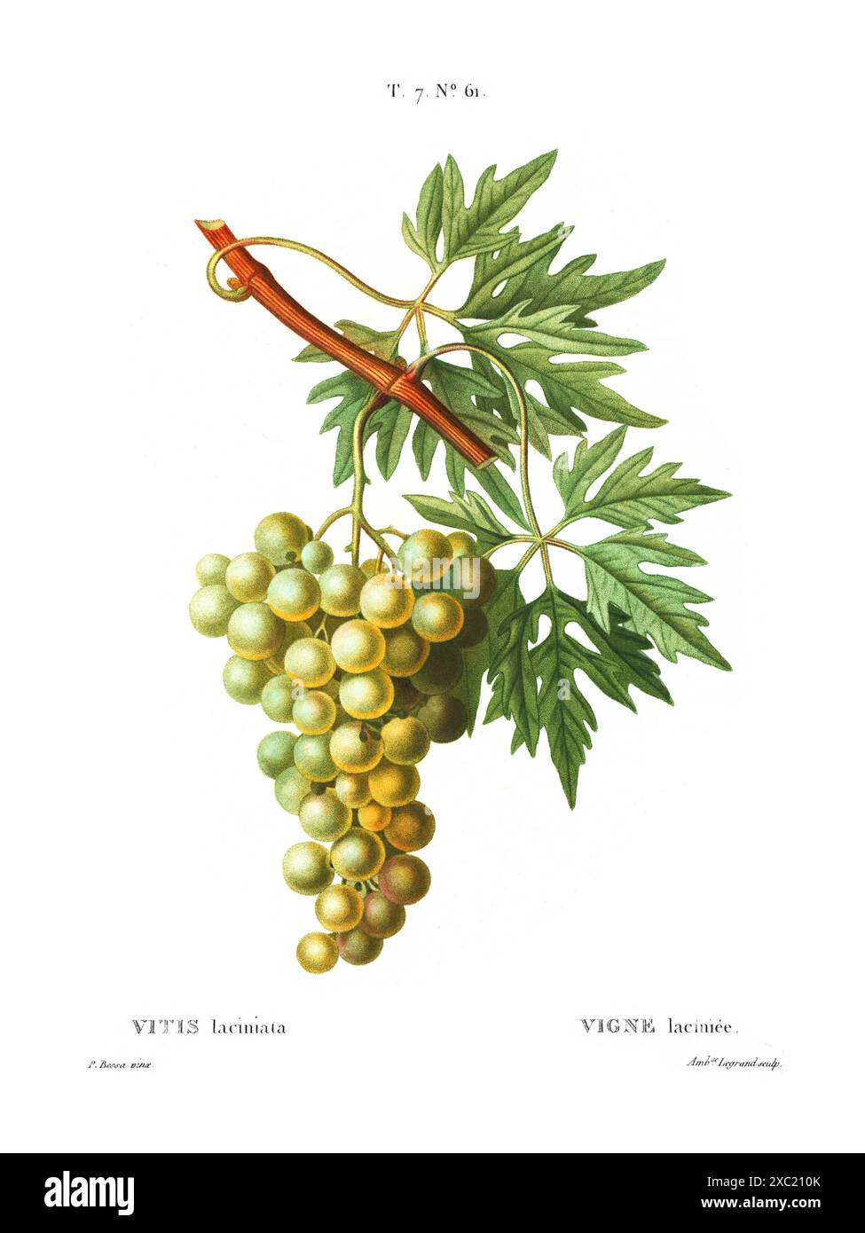 Vitis laciniata hi-res stock photography and images - Alamy