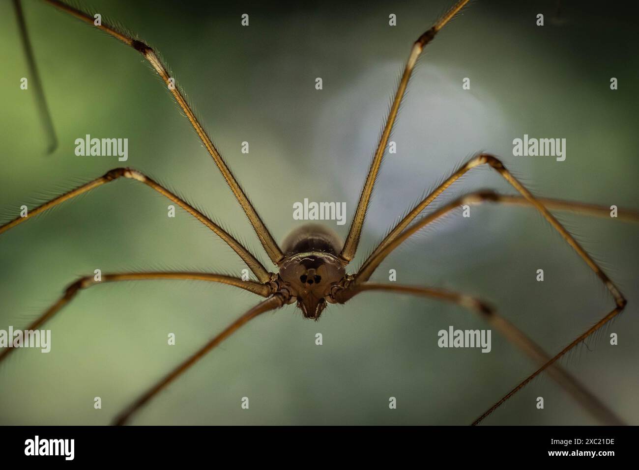 A leggy spider stand off Stock Photo - Alamy