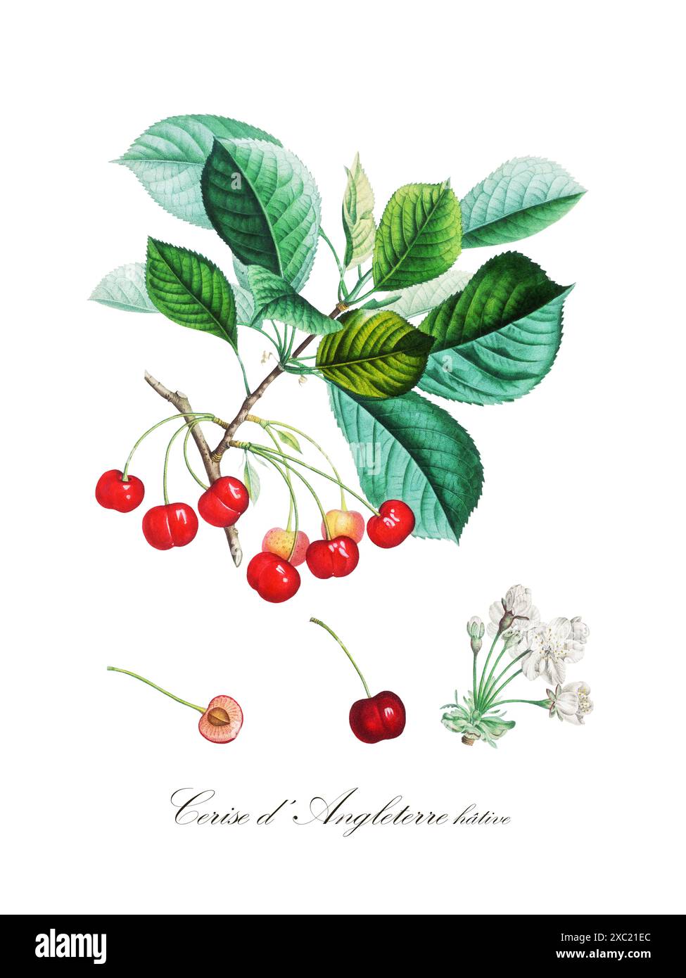 Flowers from cherry tree Cut Out Stock Images & Pictures - Alamy