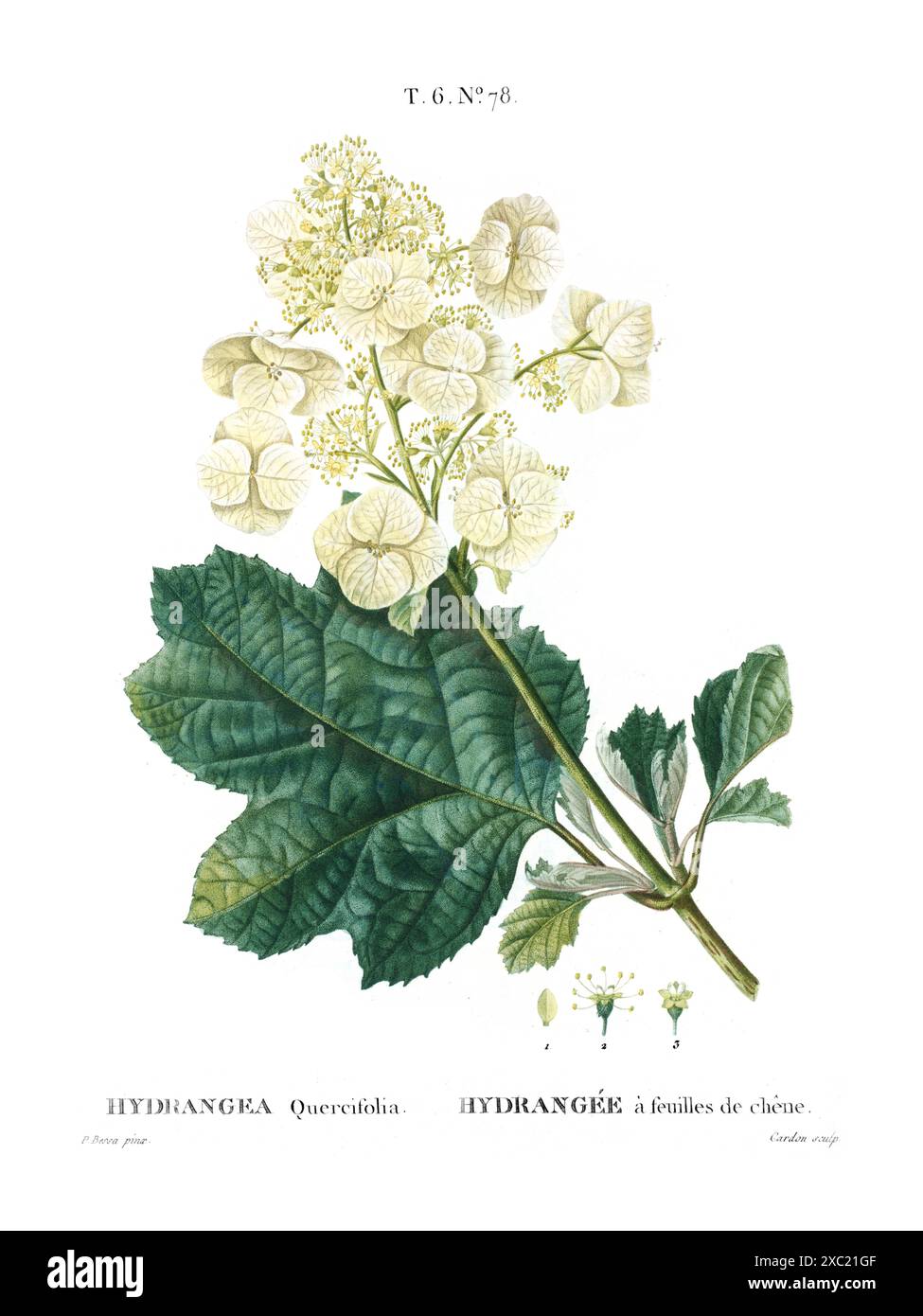 Colorful vintage botanical illustration of Hydrangea quercifolia ...