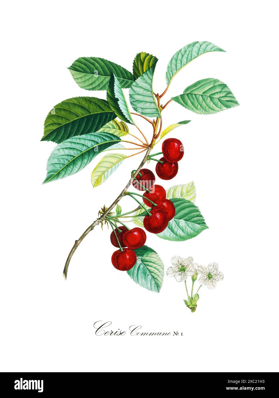 Colorful vintage botanical illustration of cherry Cerise Commune from ...