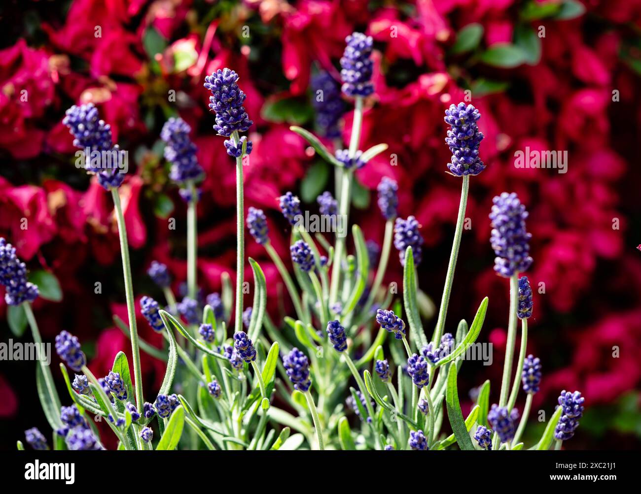 Lavender Lavendula Augustifolia in the herbal garden Stock Photo - Alamy