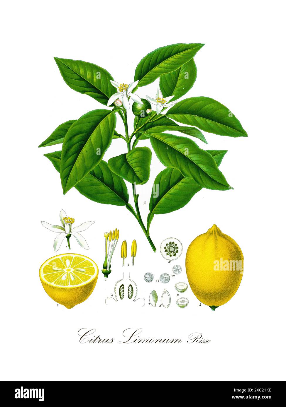 Colorful vintage botanical illustration of Citrus Limonum Risso from ...