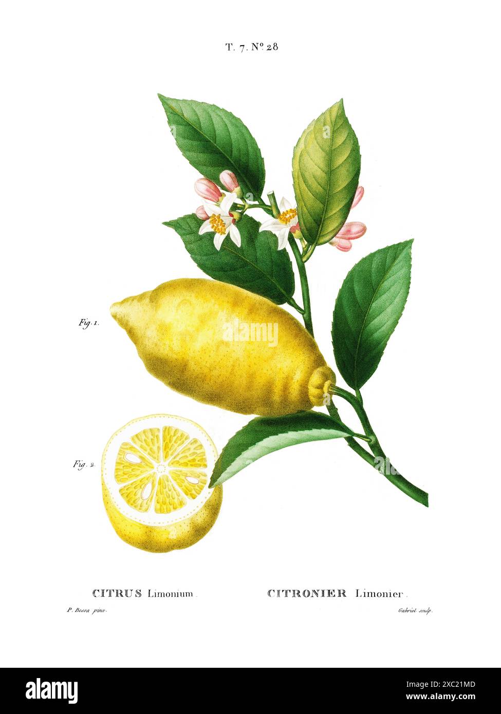 Colorful vintage botanical illustration of Citrus Limonium from French ...