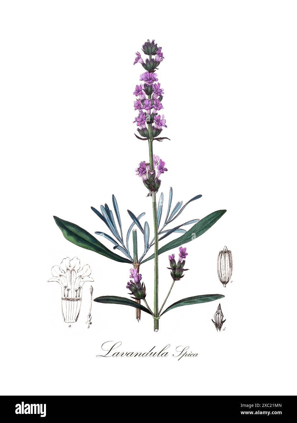 Colorful vintage botanical illustration of Lavandula Spica (lavender ...