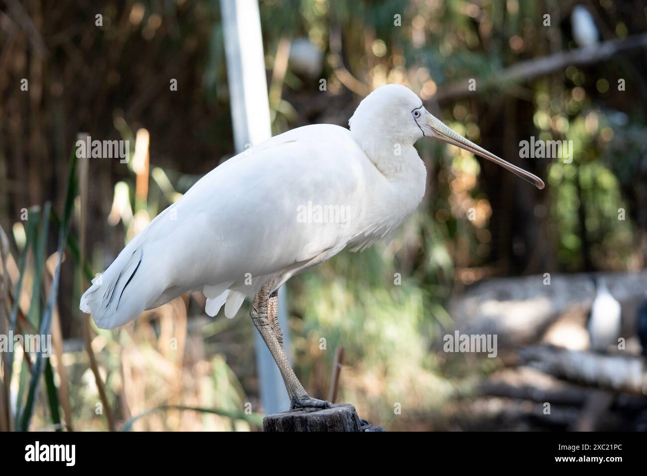 The yellow spoonbill is a large white sea bird with a cream bill that ...