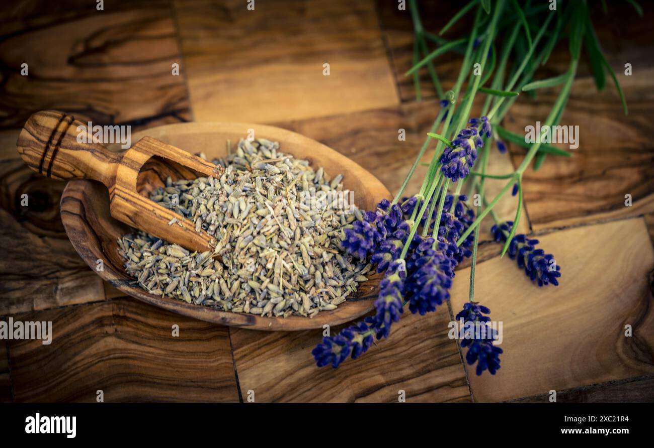 Lavender Lavendula Augustifolia in the herbal garden Stock Photo - Alamy