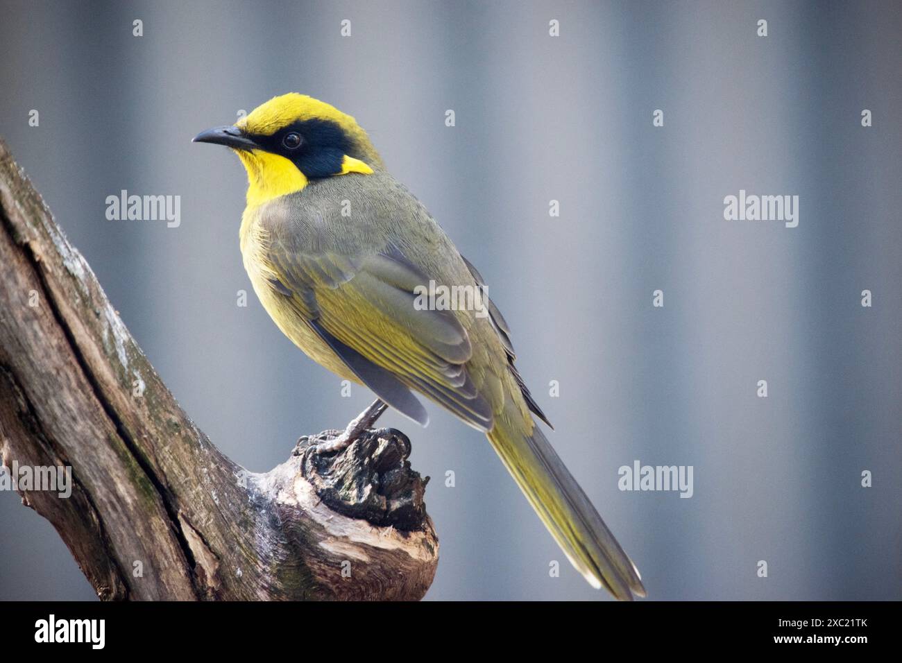 the yellow tufted honeyeater has a bright yellow forehead, crown and ...